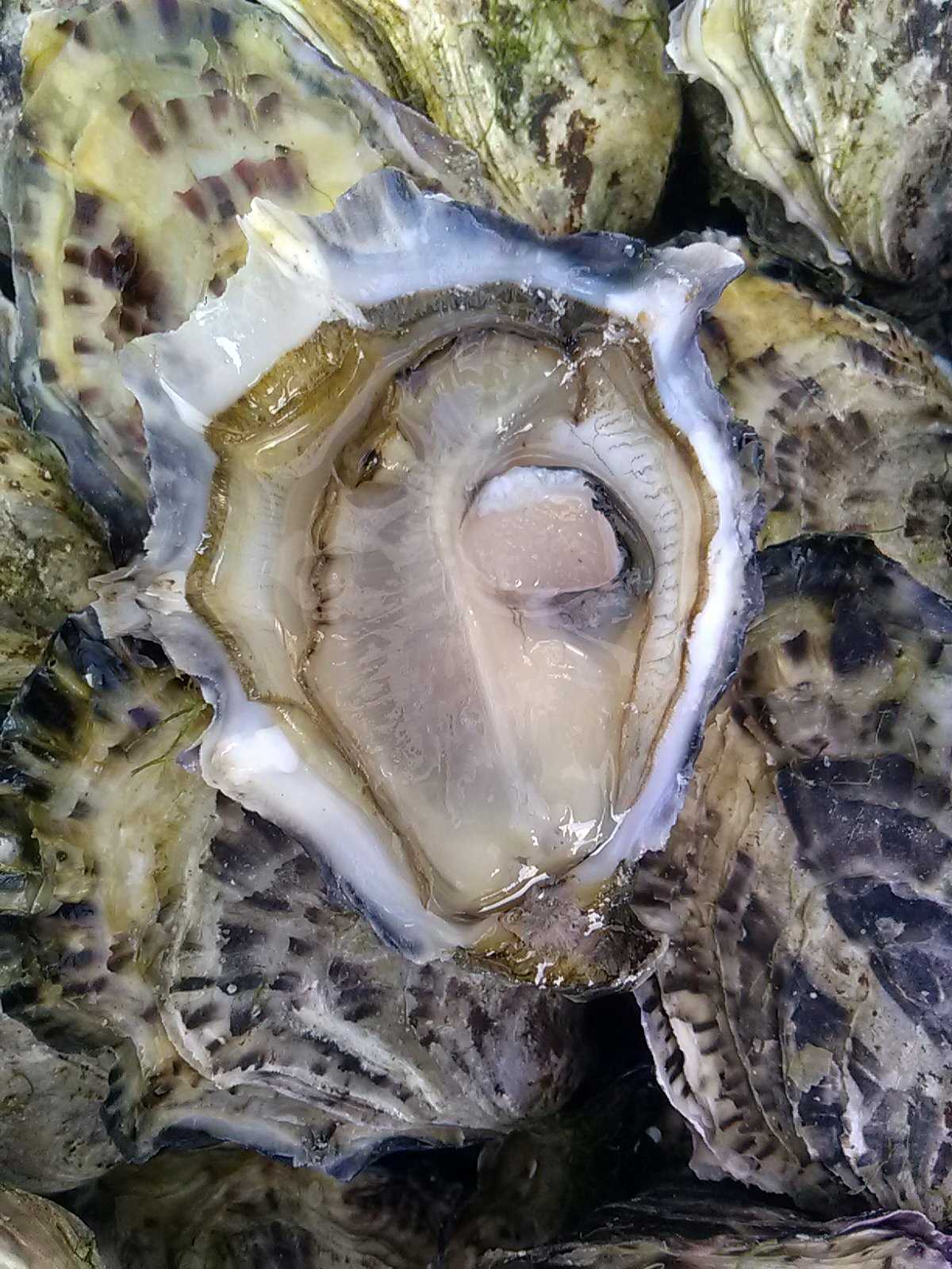 Les huîtres des Héaux sur le Marché de Noël à Loguivy de la mer - L ...